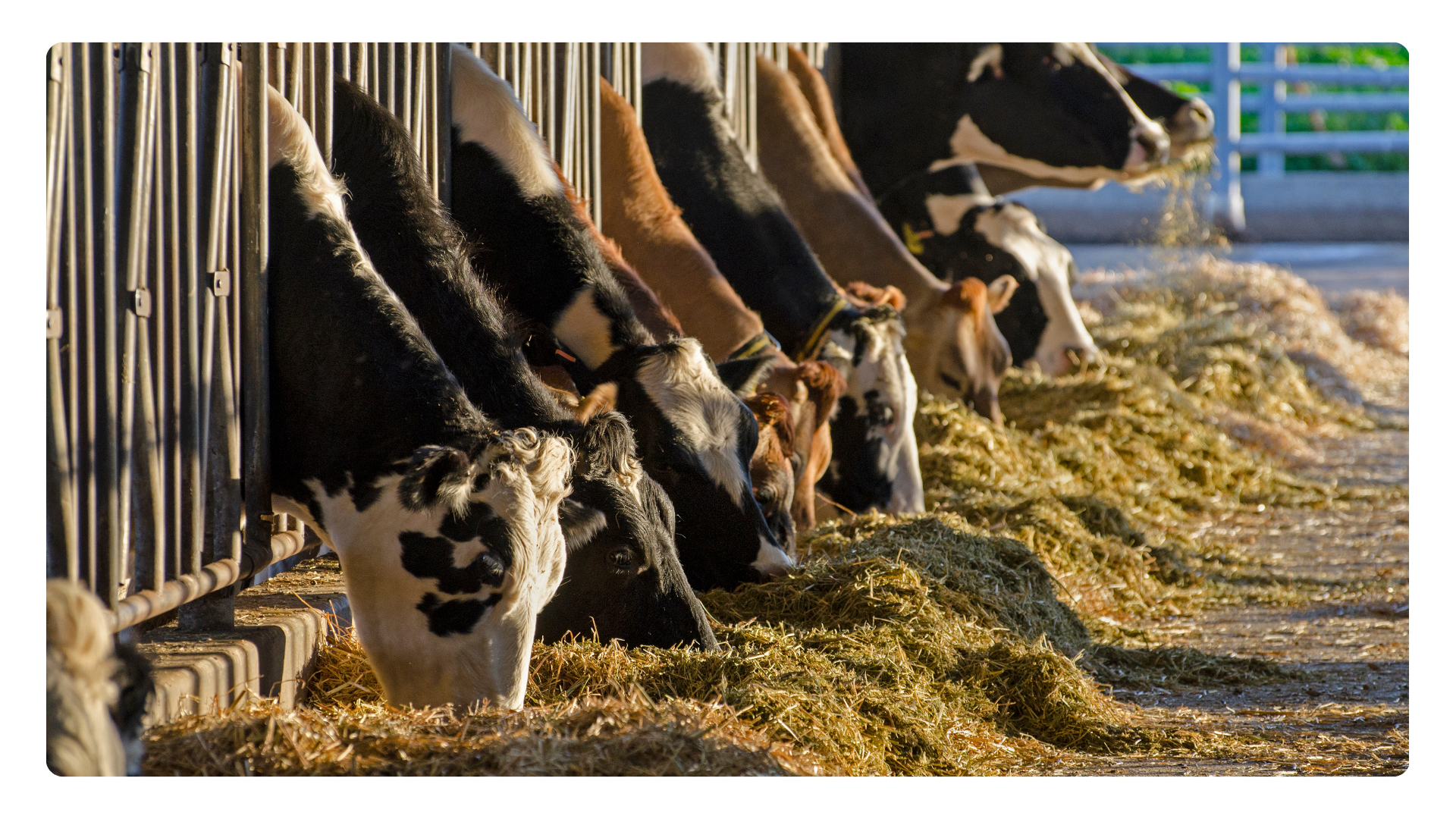 Technology for Optimal Feeding Management - Precision Feeding